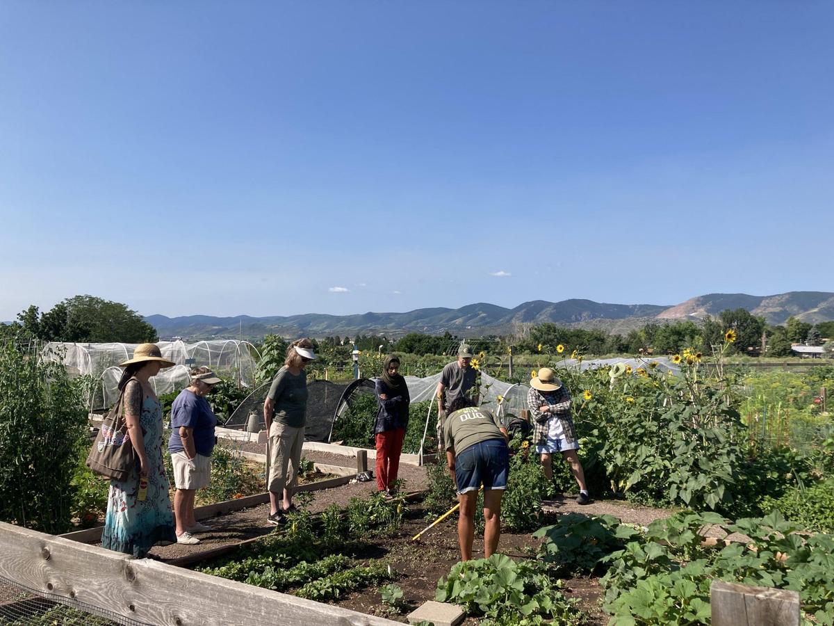 Urban Green: Cultivating Community Gardens in Denver 2023 - Lewi Ga...