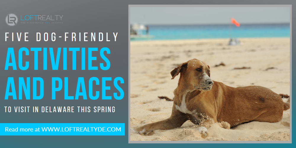 Five Dog-Friendly Activities and Places to Visit in Delaware This S...