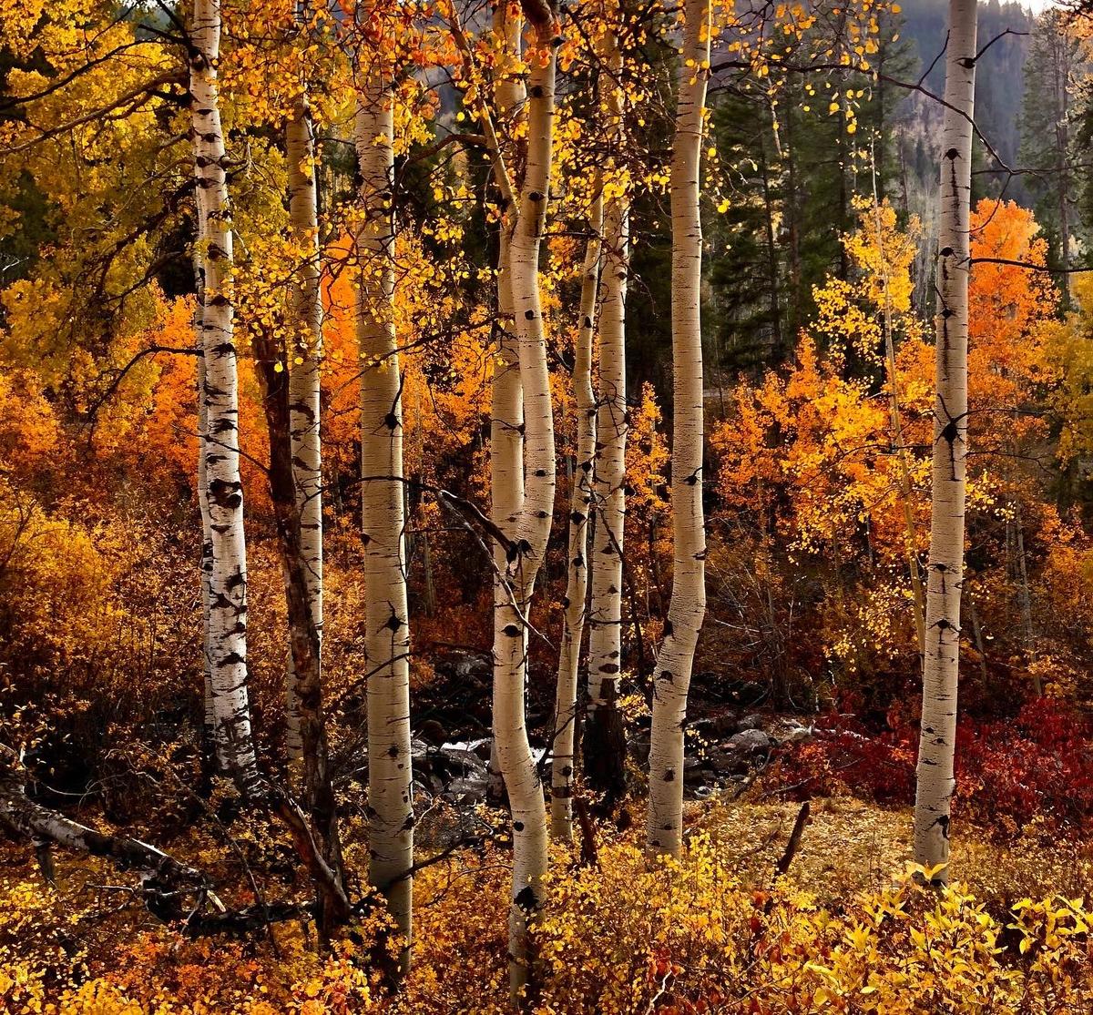 Best Aspen Fall Color Hikes in Summit County - Steven Olds - RE/MAX...