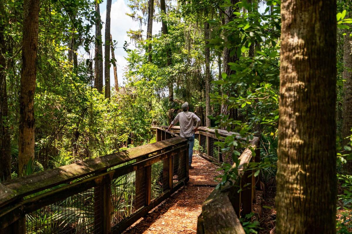 Florida’s Most Enchanting Forests to Explore | Top Nature Destinati...