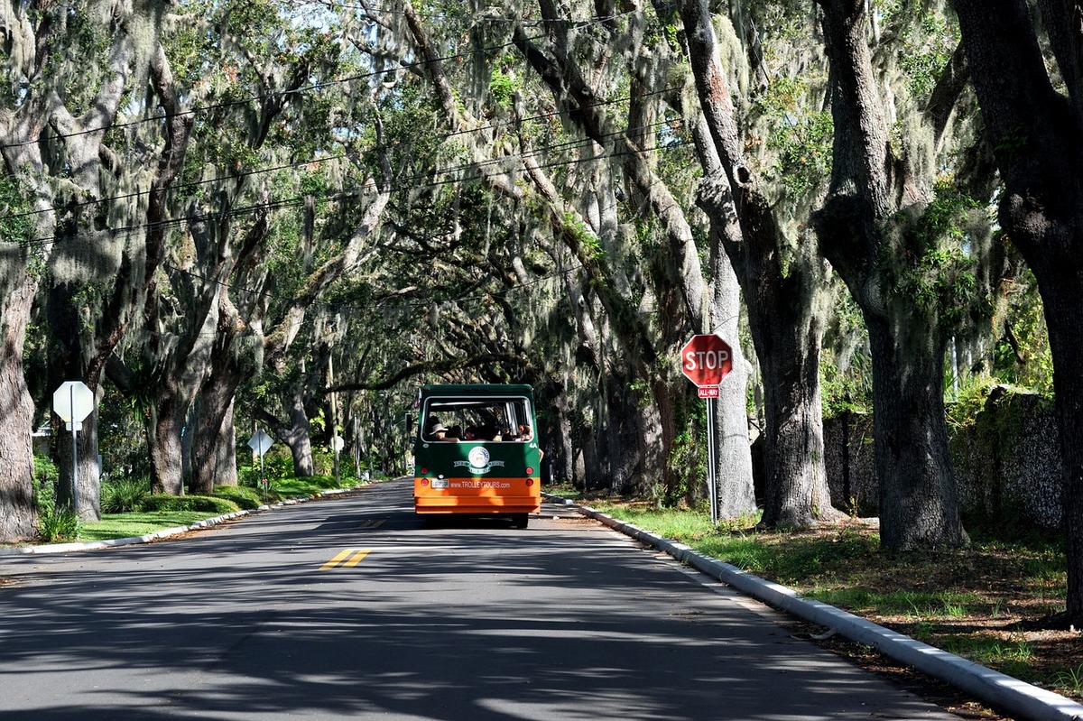 Spanish Moss: A Symbol of the Low Country's Charm and History - Tar...