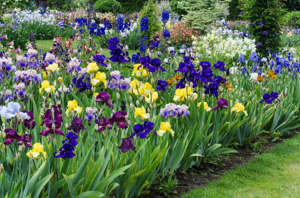 Best Plants for Your Idaho Garden - Lysi Bishop - Lysi Bishop Real ...