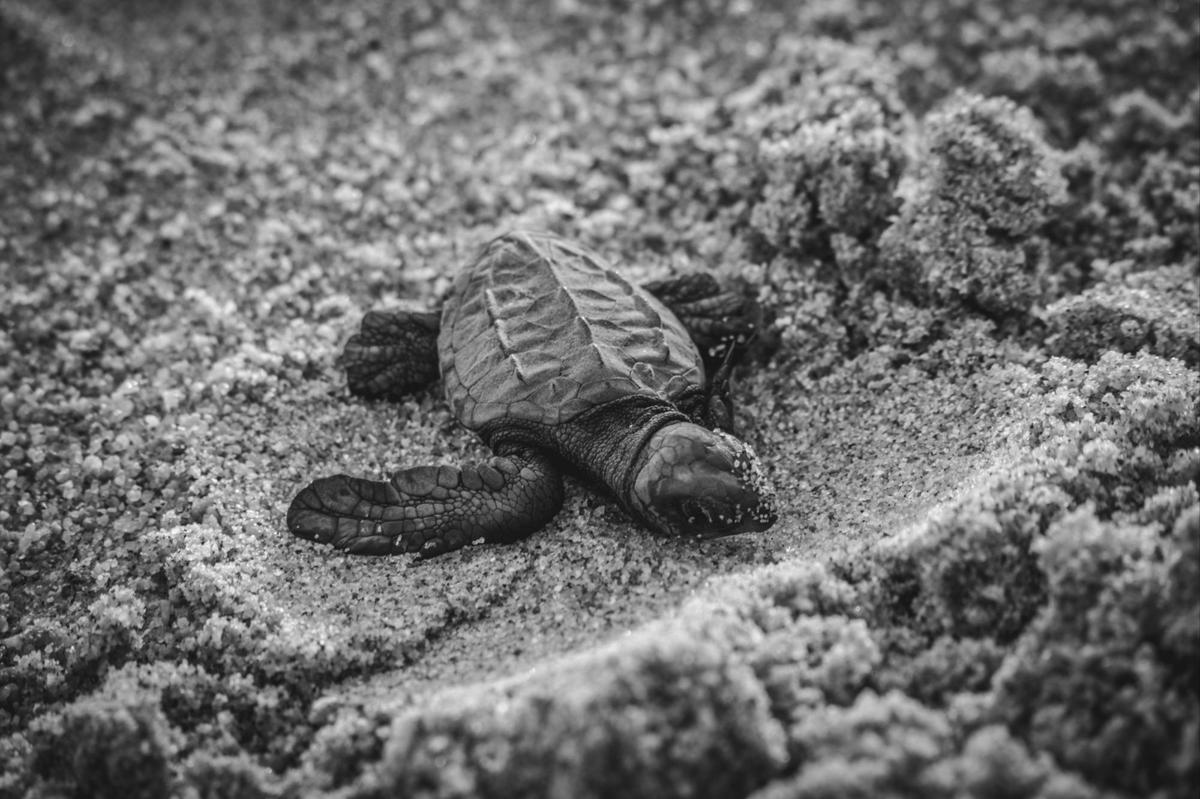 Official Guide to Sea Turtle Nesting Season in St. Augustine, FL