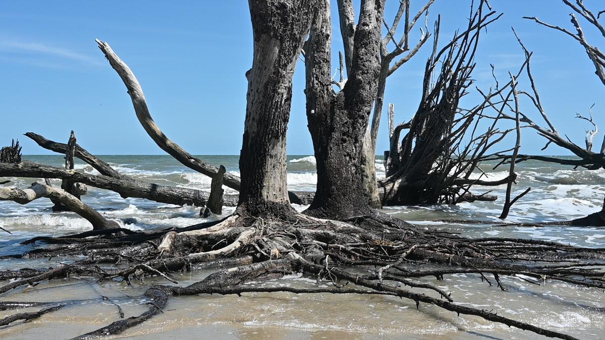 Exploring Bulls Island and Dewees Island: Transportation and Costs ...