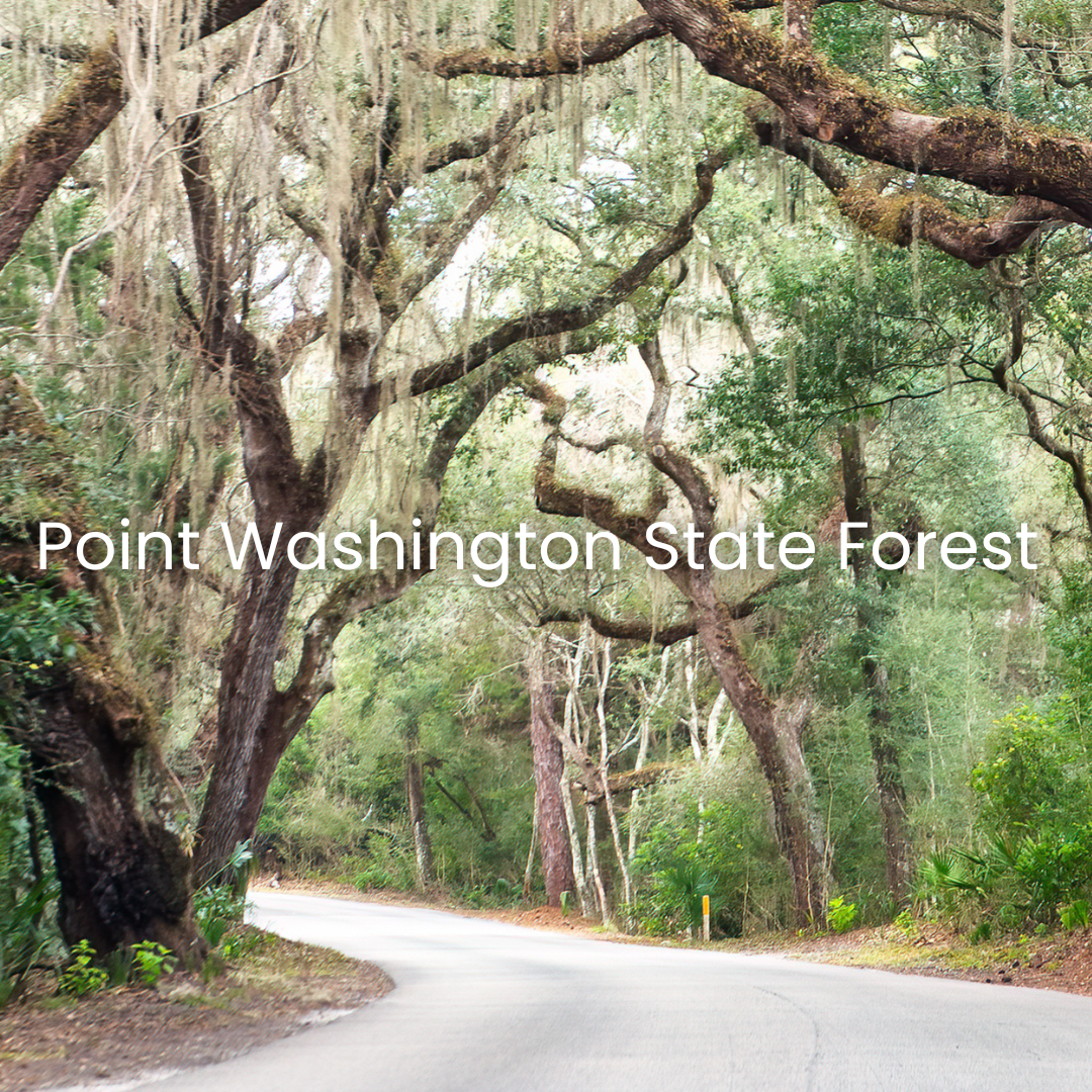 Exploring the Natural Beauty of Point Washington State Forest