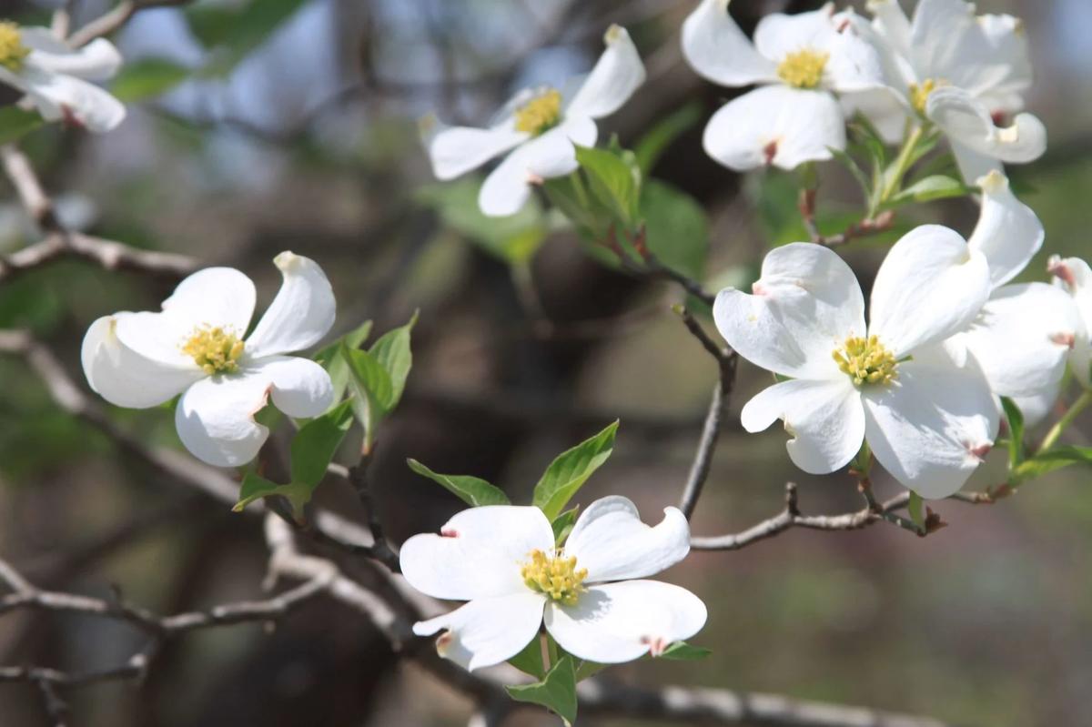 74th Annual Dogwood Festival - John & Laura Stransky - Ozark Lake H...